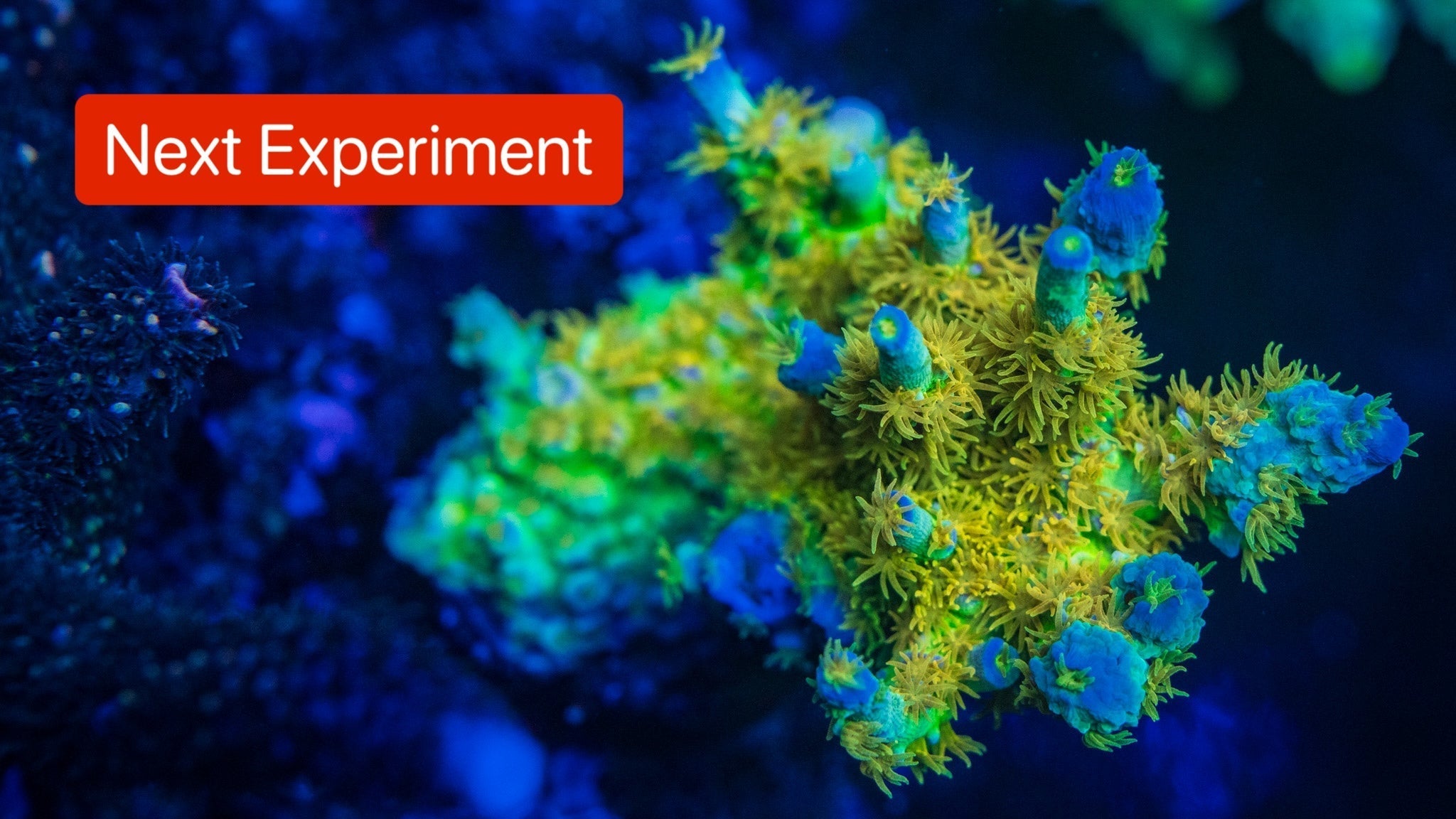 Farm Update - Oct 2025 – Treasure Corals