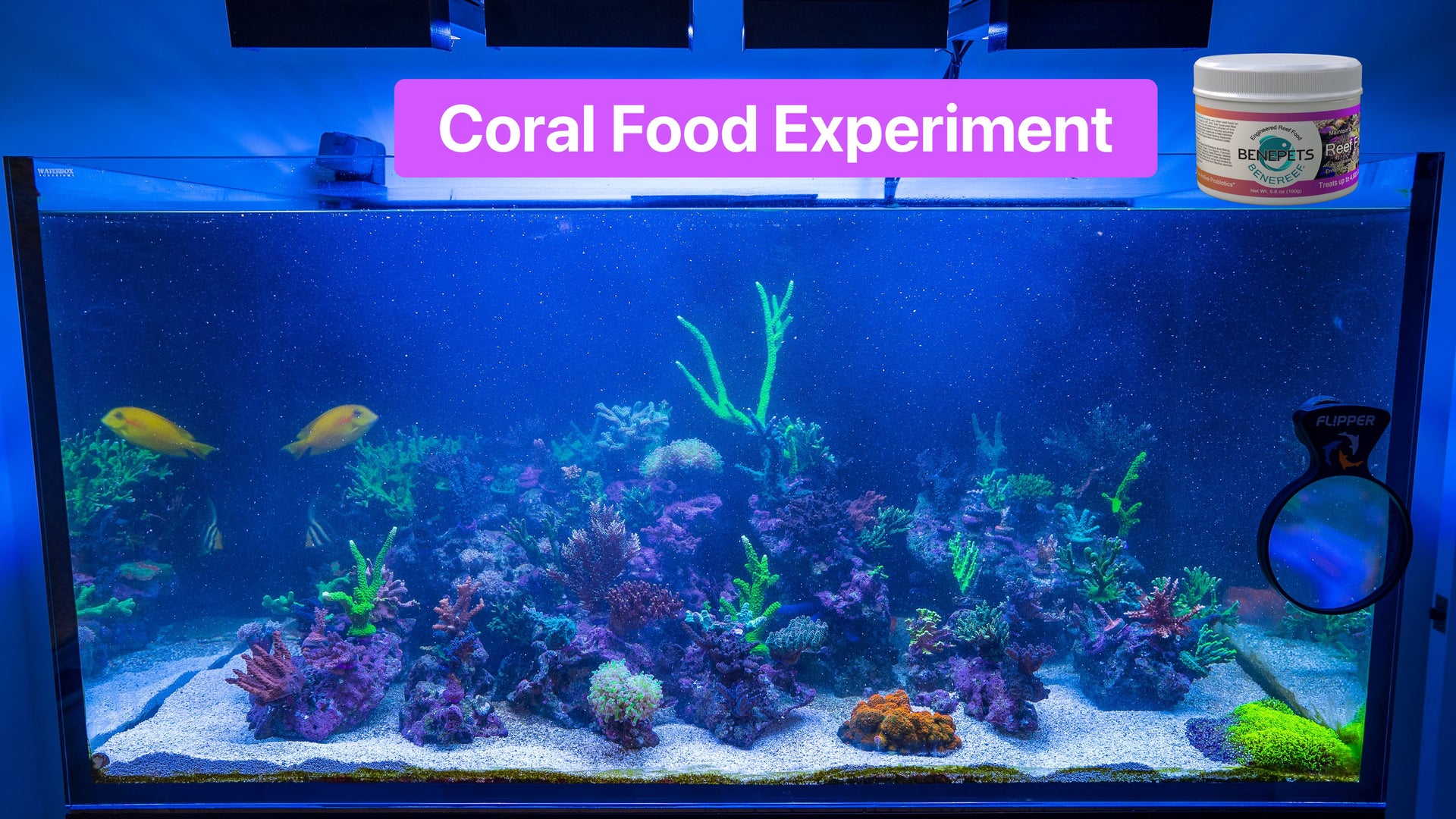 Coral Food Experiment – Treasure Corals