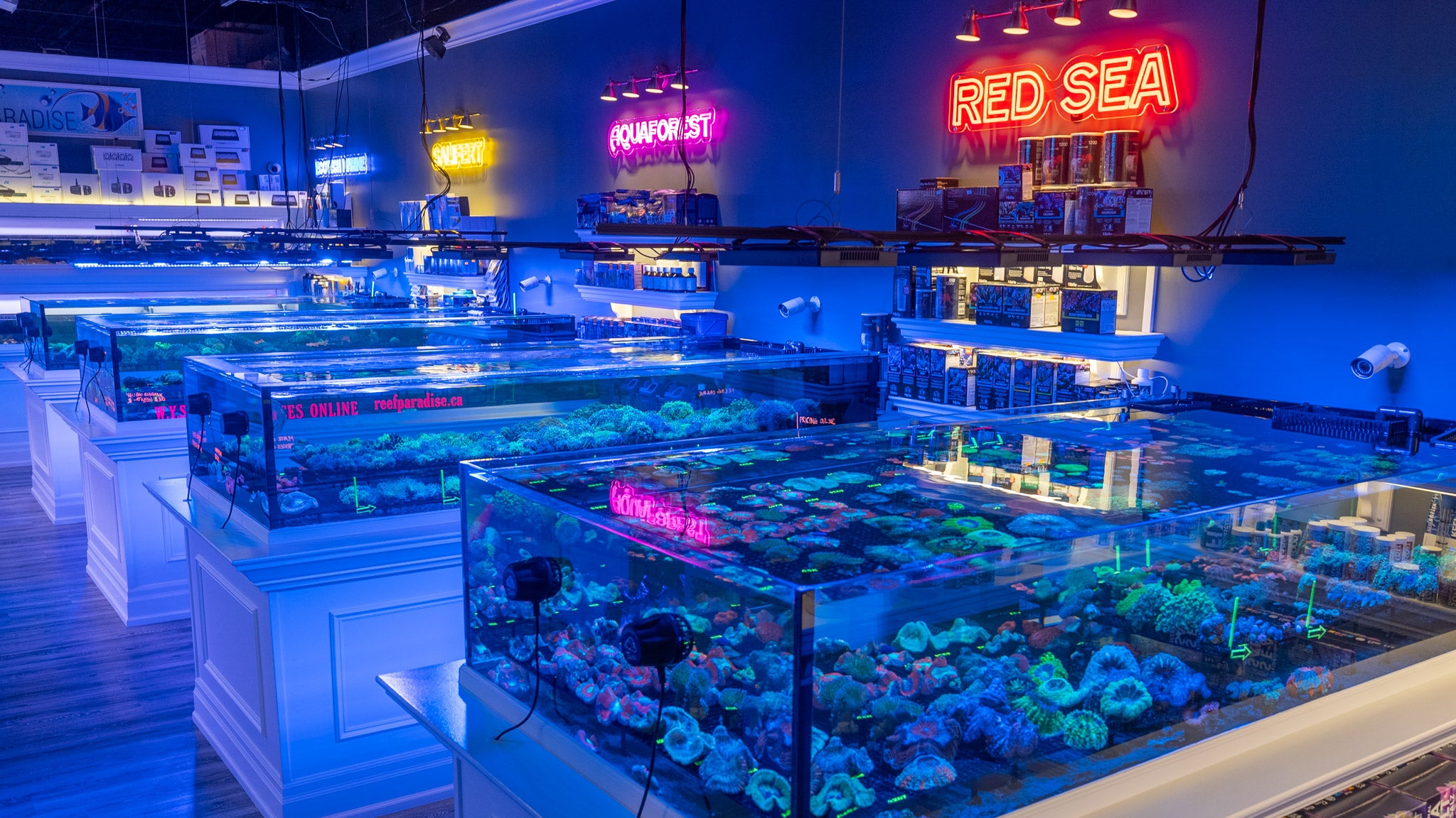 Reef Paradise – Treasure Corals