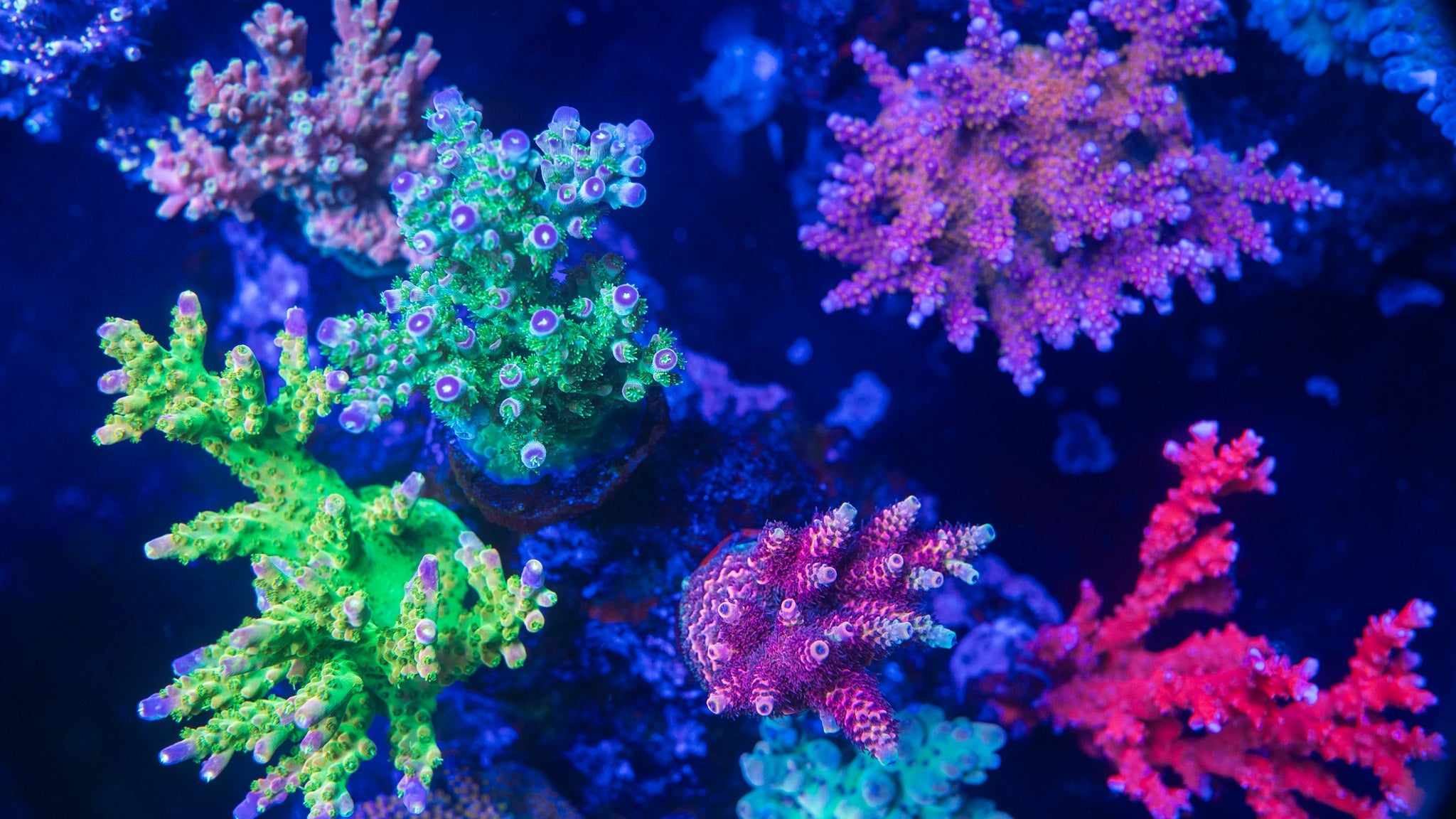 Coral Overview – Treasure Corals
