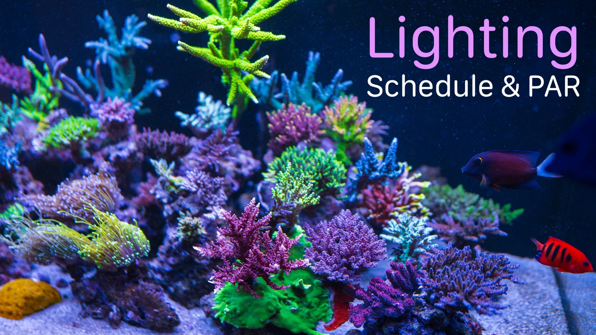 Lighting Schedule and PAR – Treasure Corals