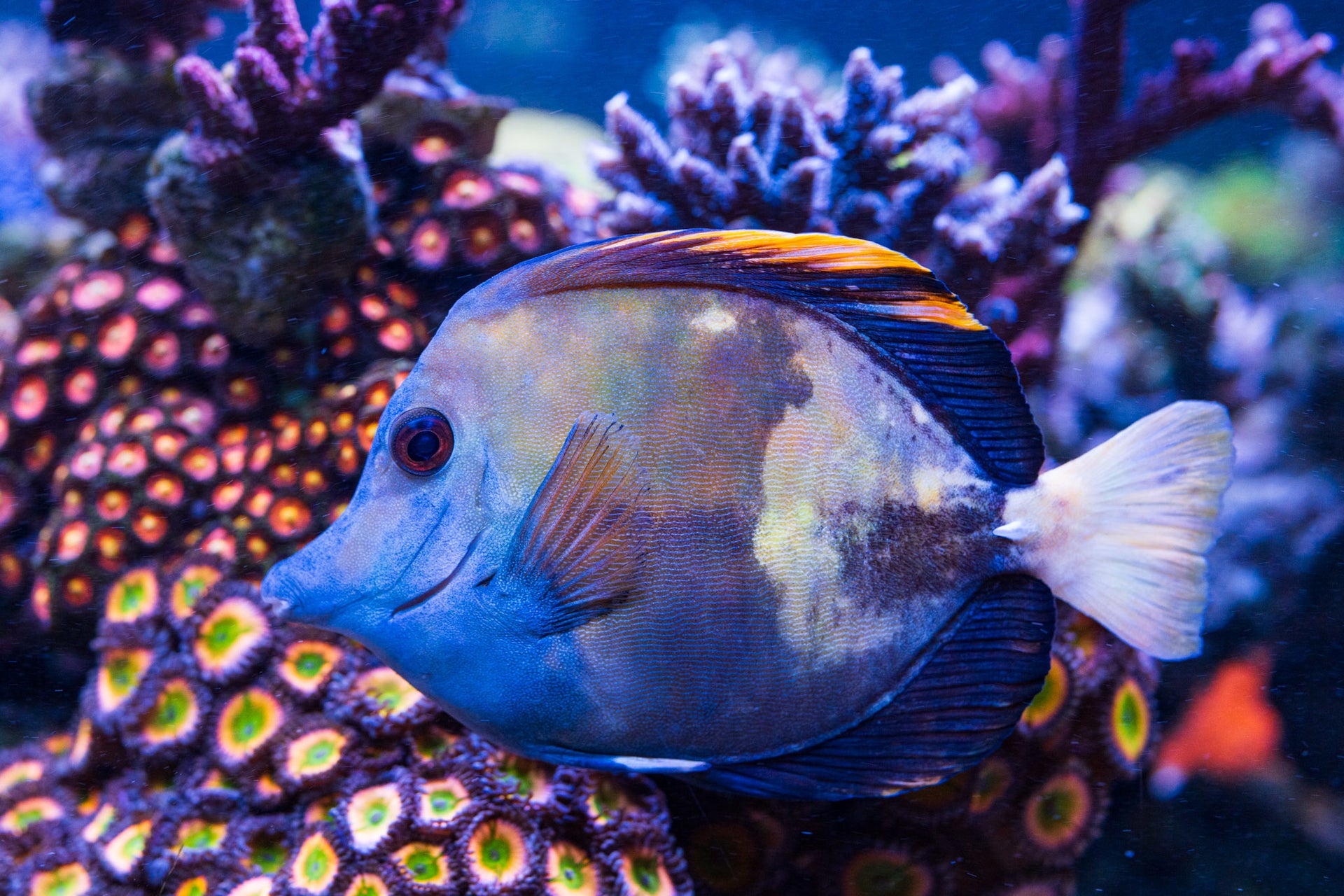 Koi Tang – Treasure Corals
