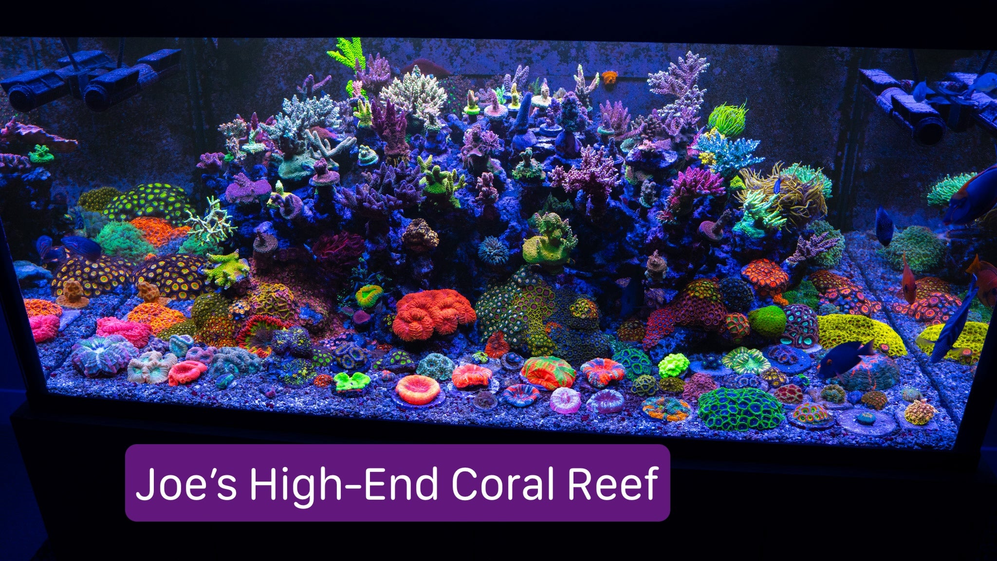 Lighting – Treasure Corals