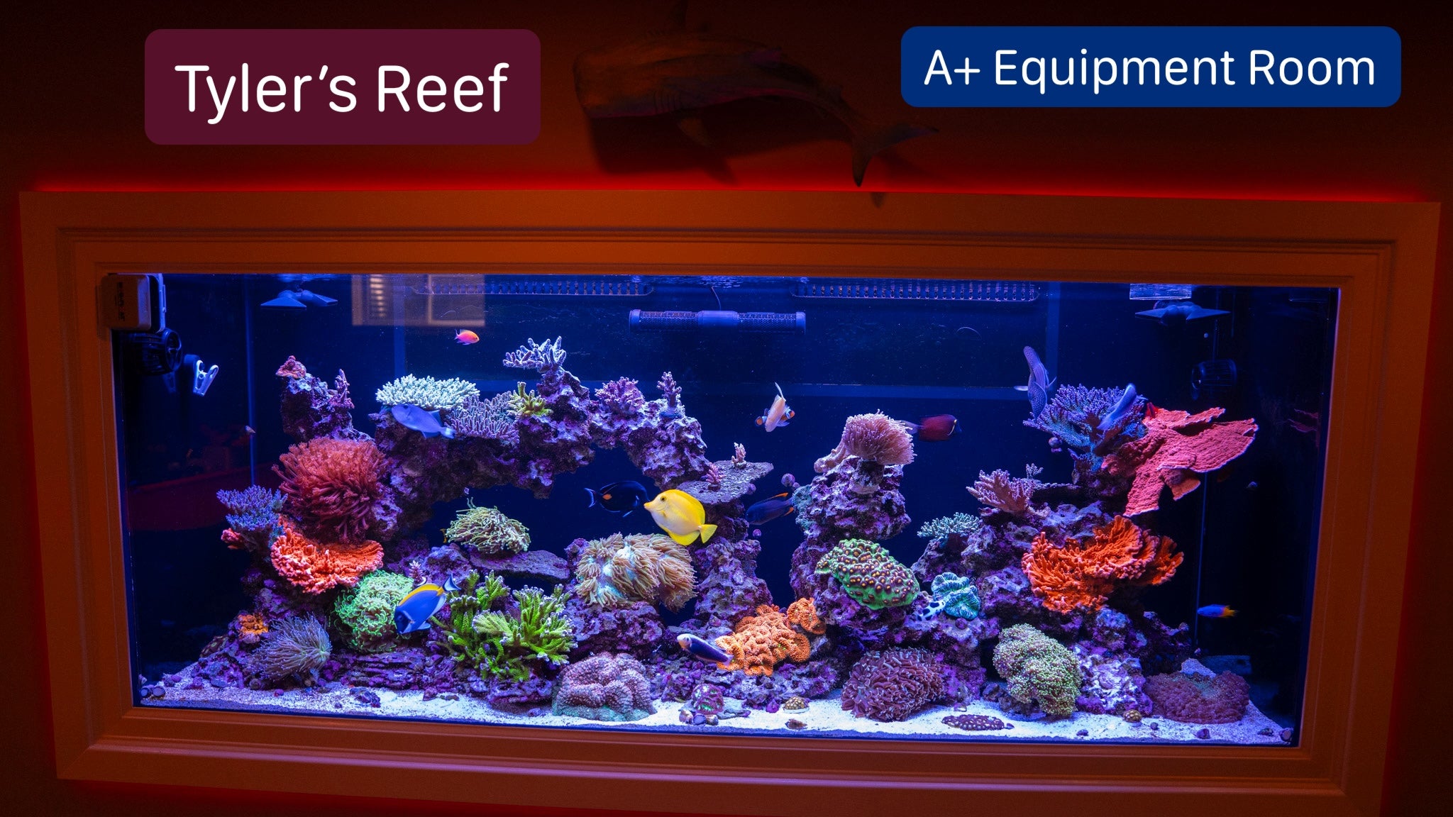 Tyler's Reef – Treasure Corals