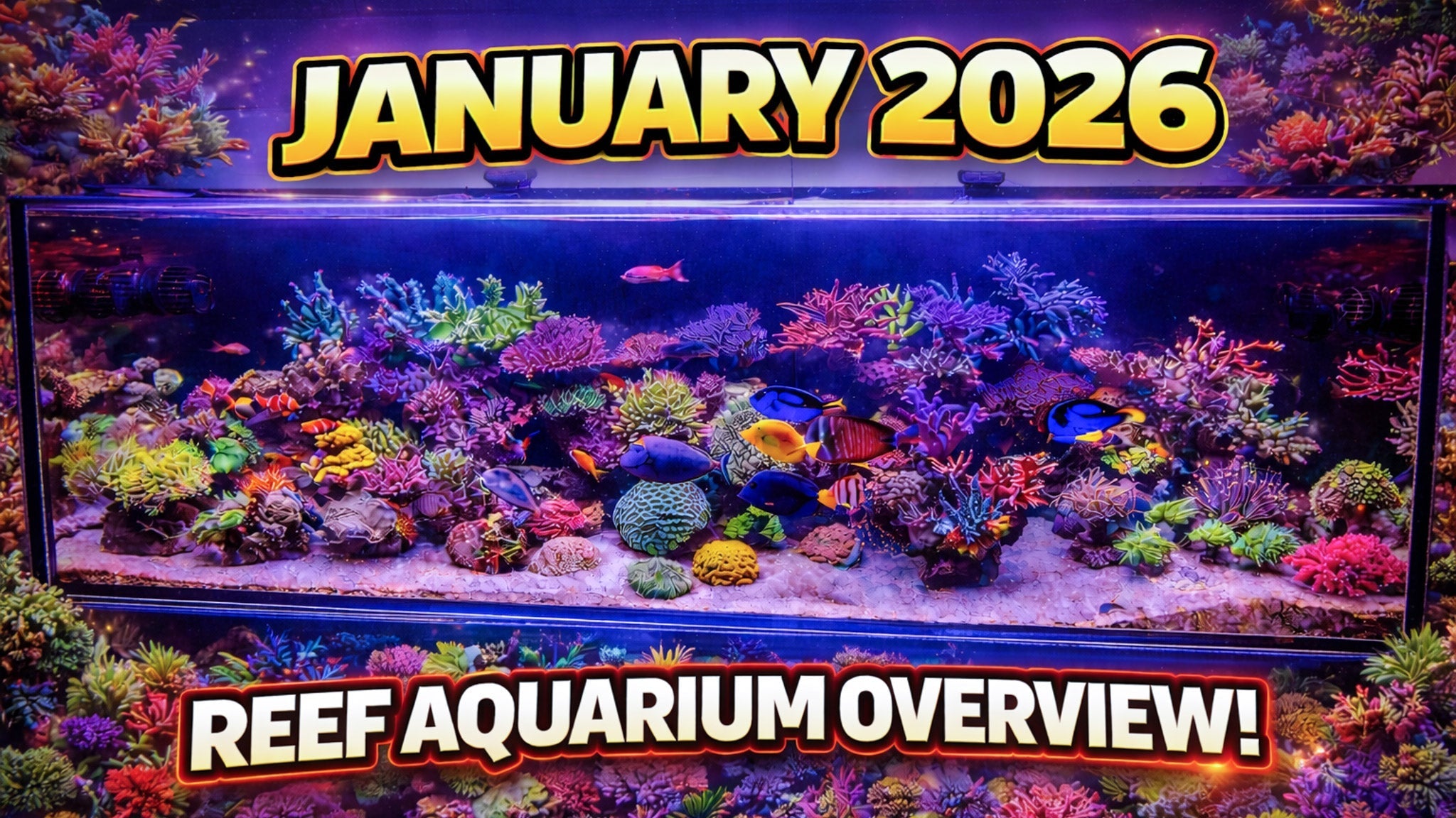 Display Reef Update – Treasure Corals