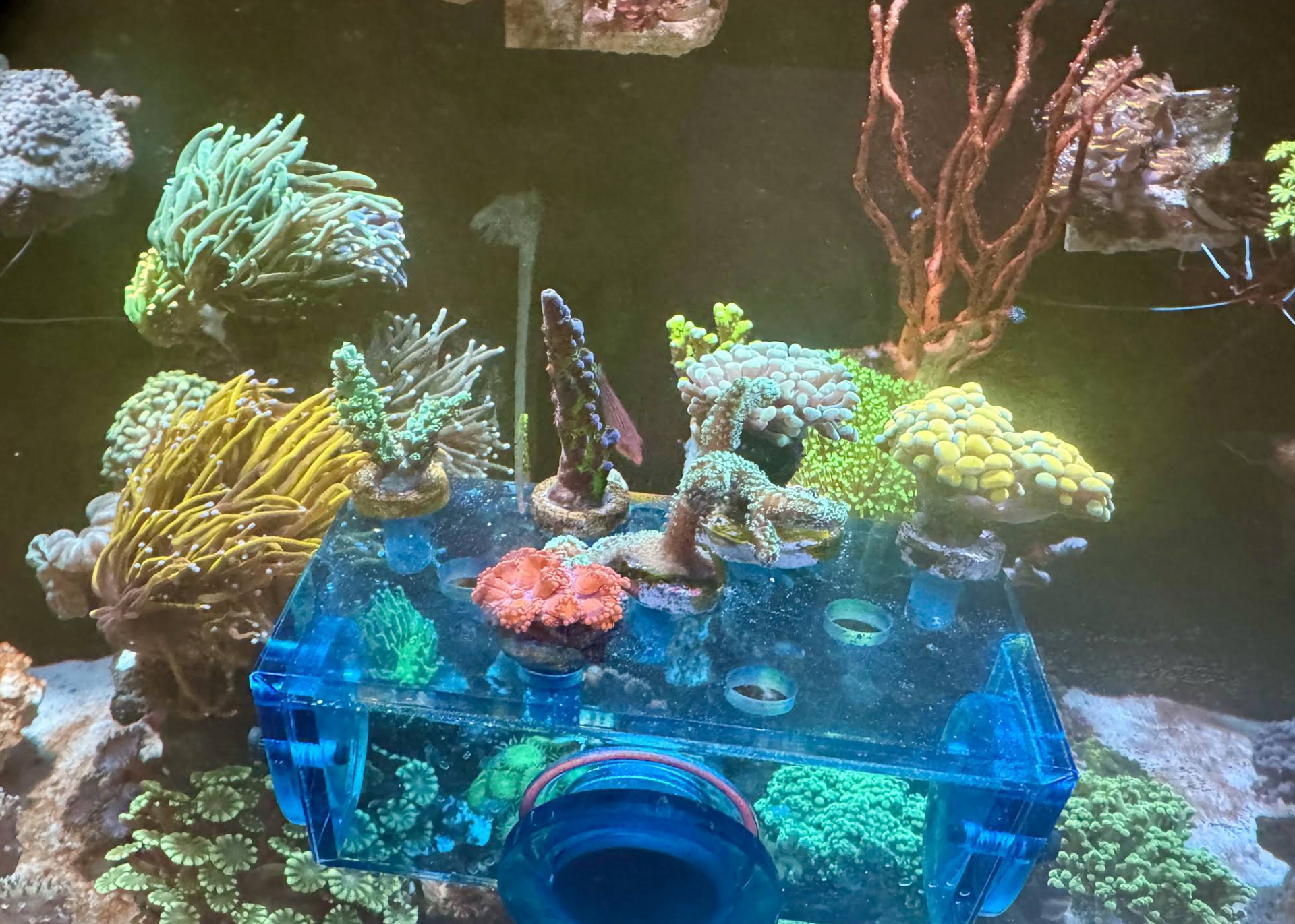 Joseph Racz – Treasure Corals