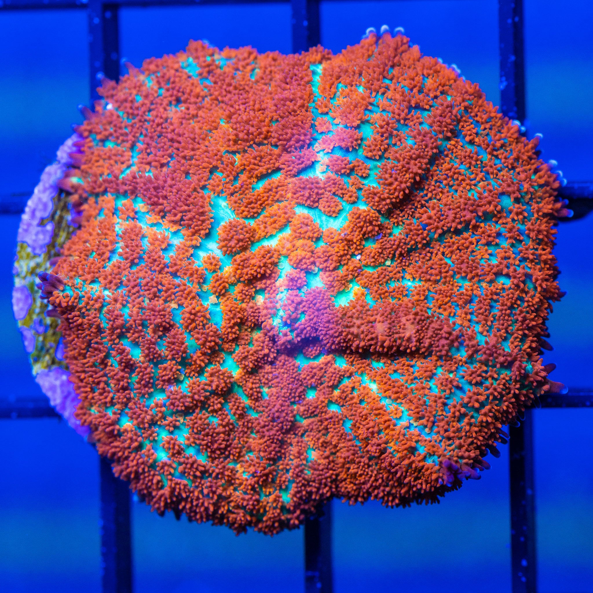 Soft – Treasure Corals