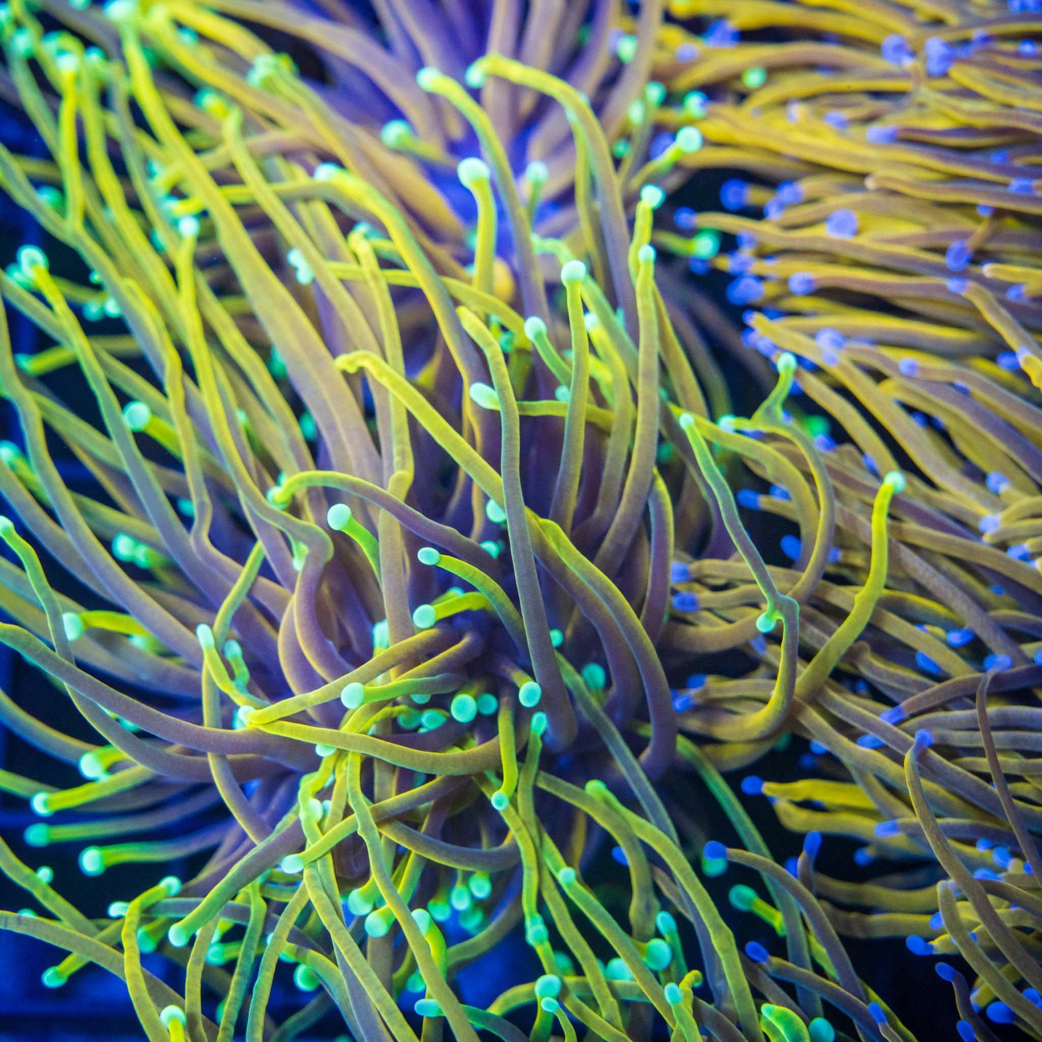 Dragon Soul Torch – Treasure Corals
