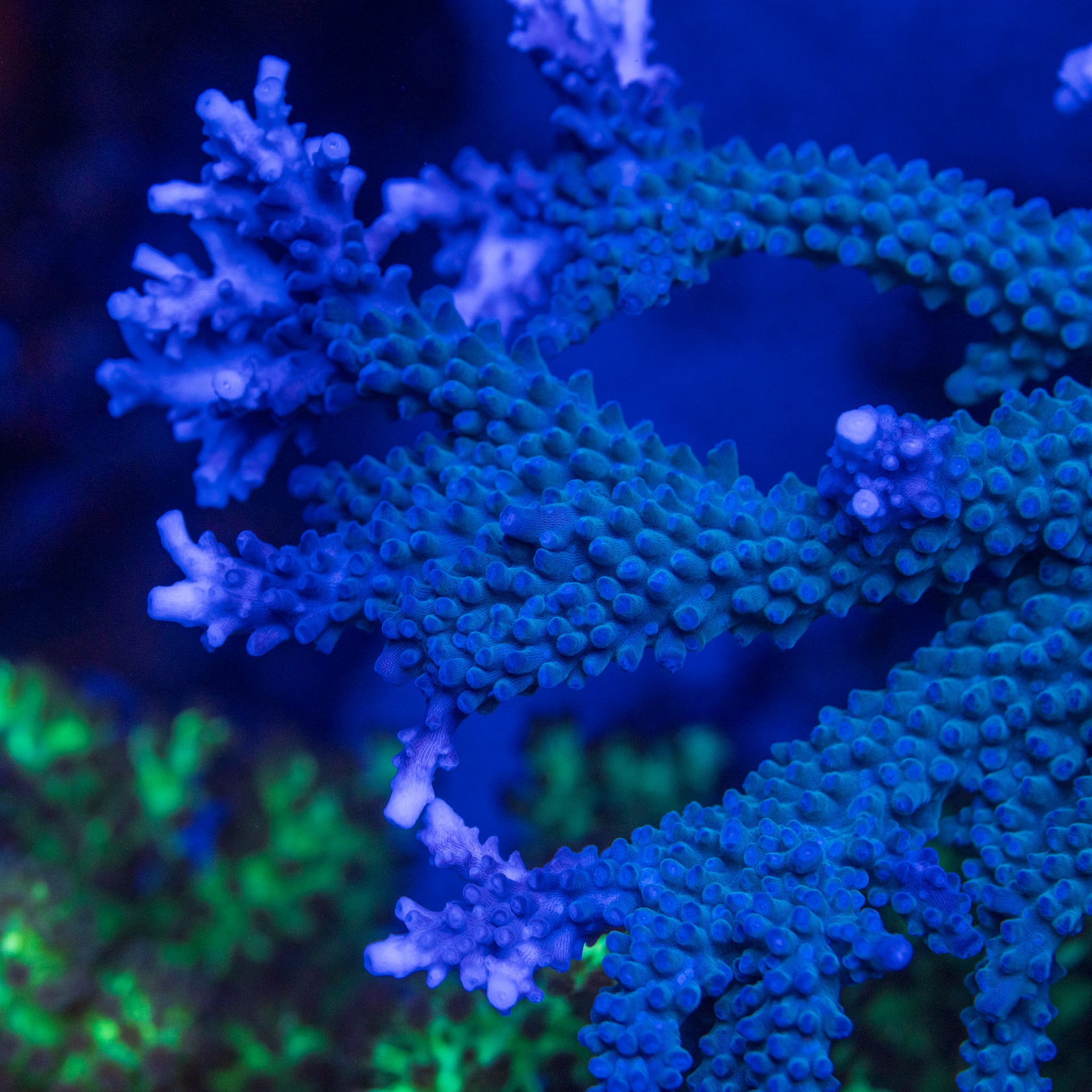 Ultra Blue Stag – Treasure Corals