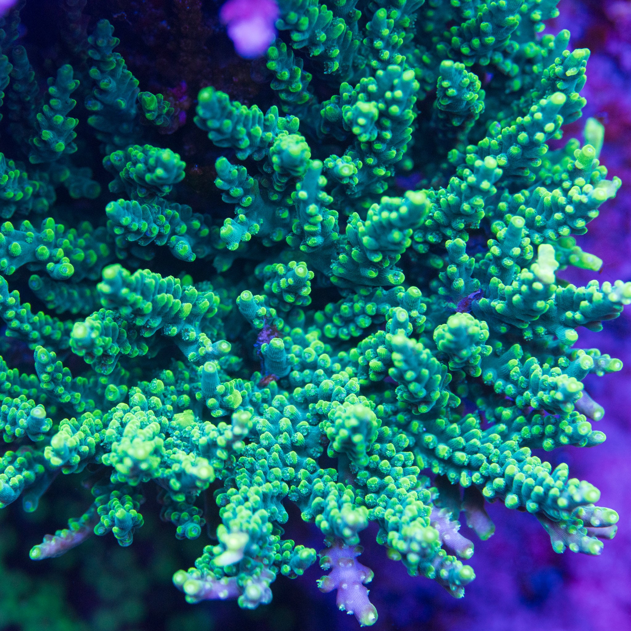 Mountain Dew Acro – Treasure Corals